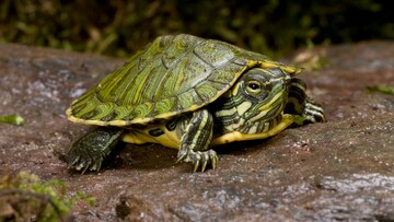 Cumberland Slider Turtle: Appearance, Behavior, Care - PETBOOK