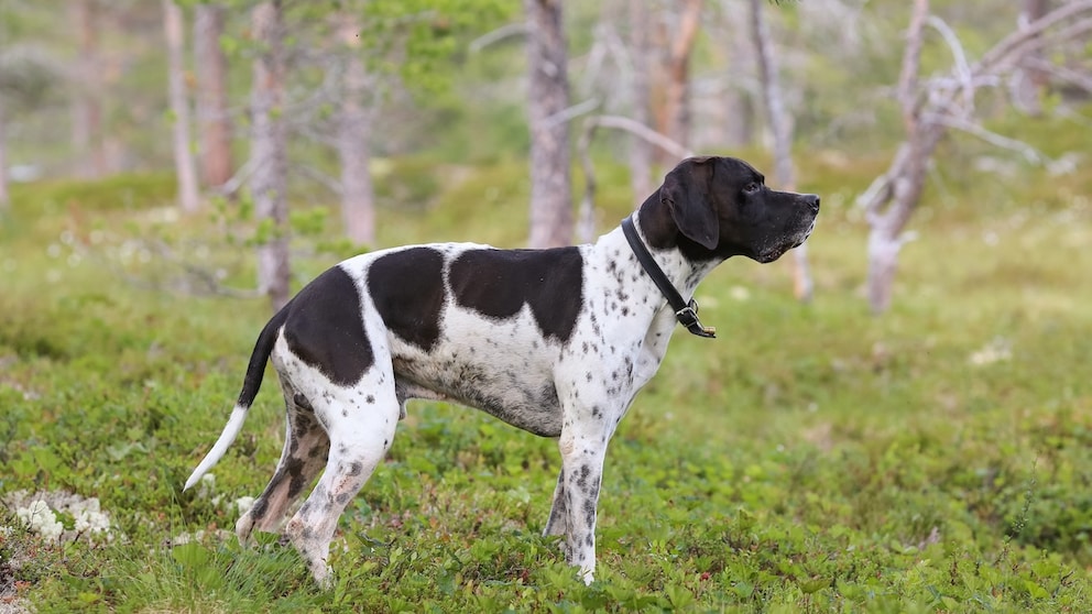 English Pointer: Character, Appearance and Care of Hunting Dogs - PETBOOK