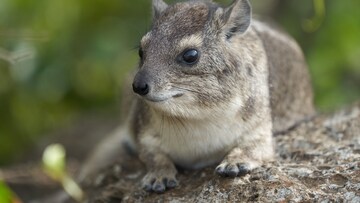 Hyrax Meme: This Animal Is Taking Over the Internet With Its Scream