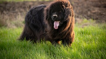 Newfoundland: Character, Appearance and Care of the Dogs
