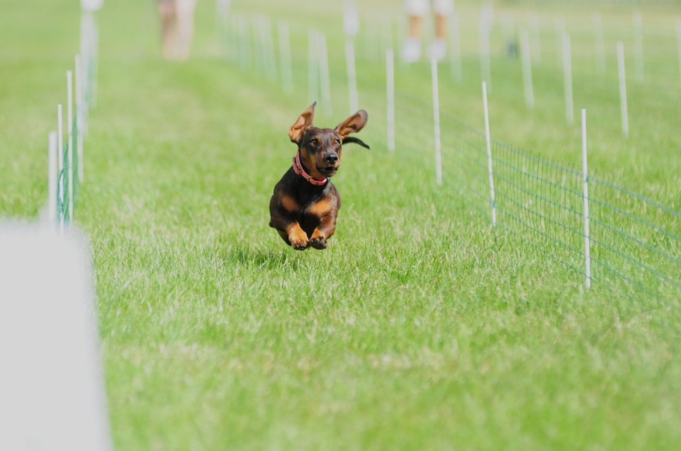 Germany's Fastest Dachshund - PETBOOK