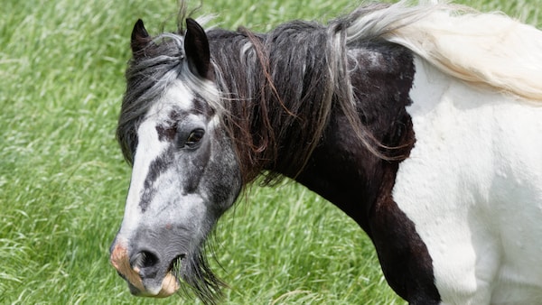 Mustaches in Horses: What's Behind It