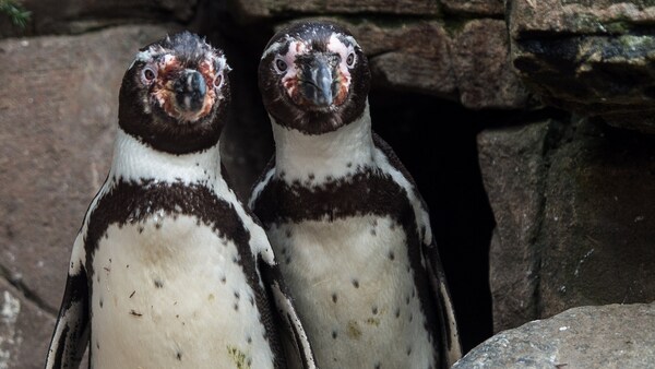 Queer Behavior Observed in 6,000 Animal Species