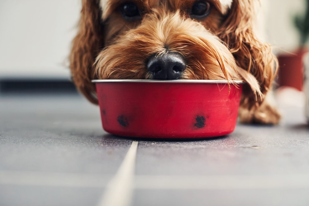 Can Dogs Eat Beets? What You Need to Know