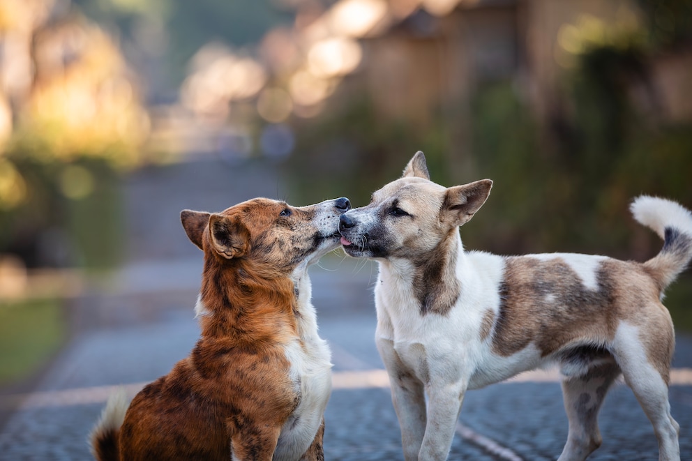 Do Dogs Recognize Their Mothers and Siblings After Years?
