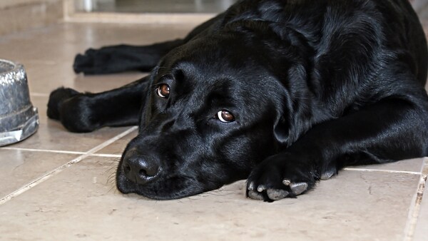 Dog Suffers From Gas: Causes and Home Remedies