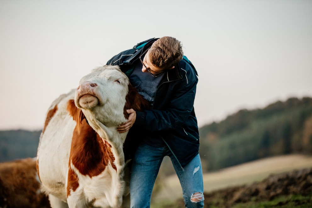 Cow Cuddling: The Trend for Stress Relief – PETBOOK