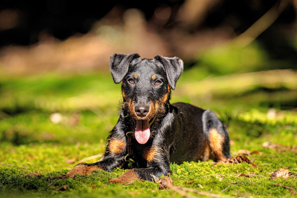 German Hunting Terrier: Appearance, Character and Care