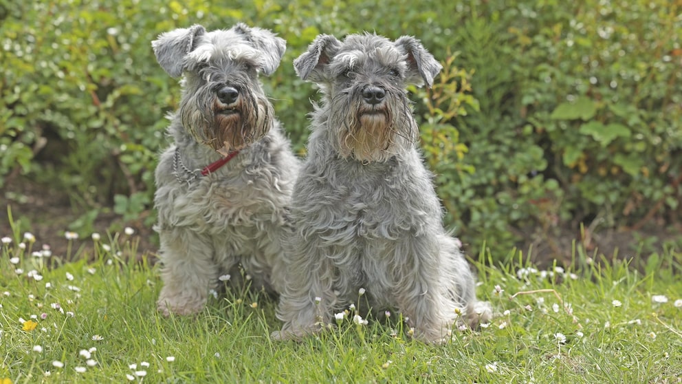 Miniature Schnauzer: Appearance, Character and Care - PETBOOK