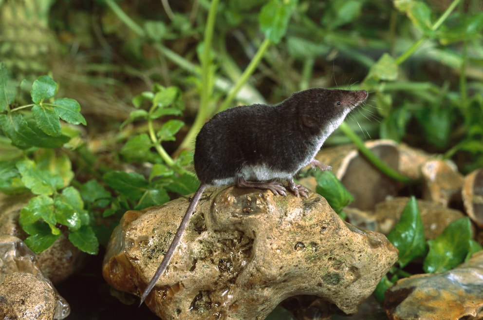How to Identify and Protect the Water Shrew