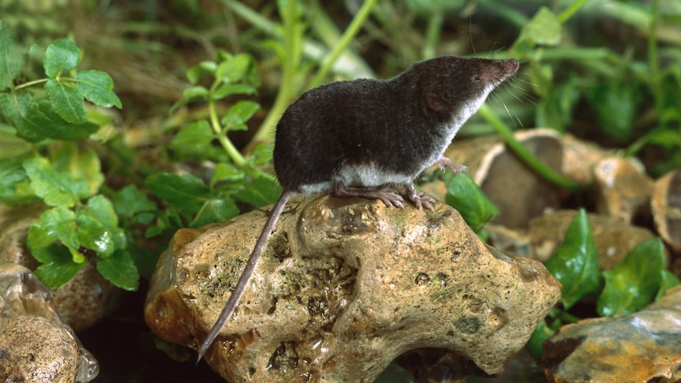 How to Identify and Protect the Water Shrew