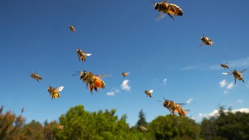 Why Bees Suddenly Attack People