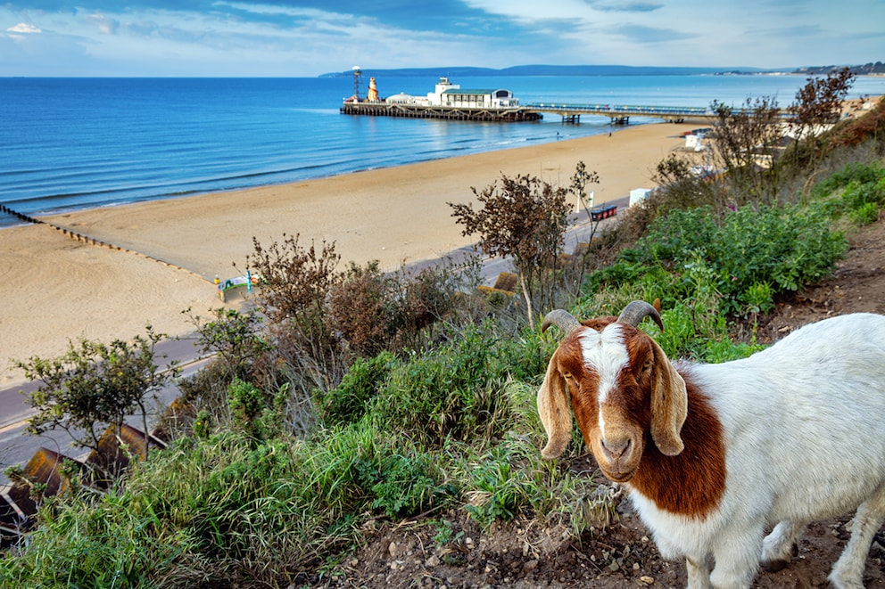 How the Goats of Bournemouth Became Internet Stars - PETBOOK