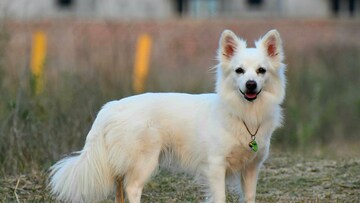 Indian Spitz: Origin, Character and Care - PETBOOK