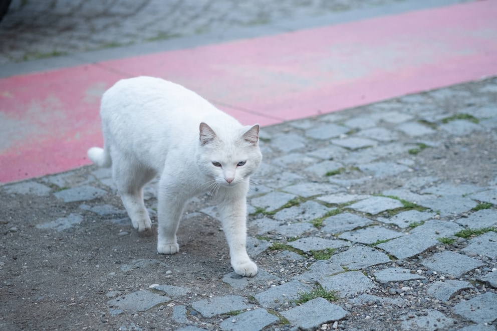 How Do Cats Find Their Way Home? - PETBOOK