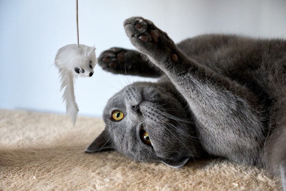 Cat Not Playing? Common Mistakes - PETBOOK