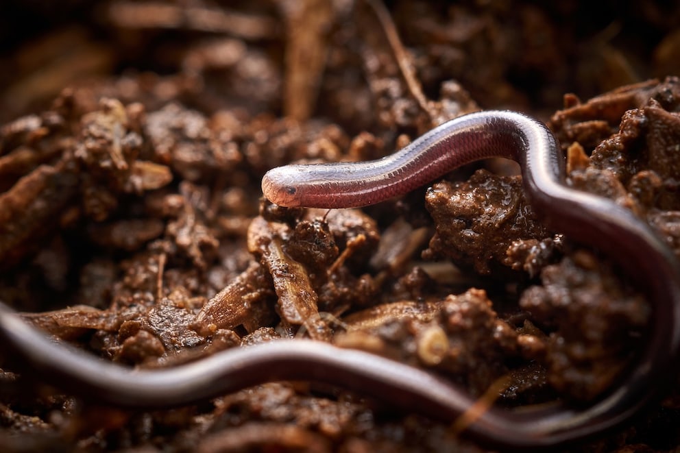 Smallest Snake in the World Rediscovered After 20 Years