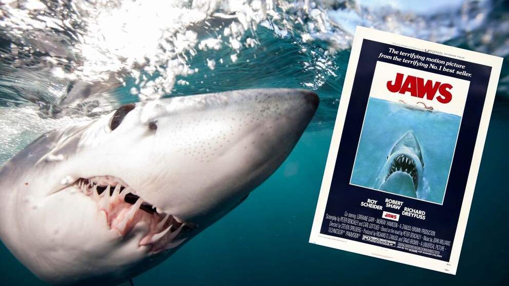 Film Poster for 'Jaws' Features a Different Shark Species - PETBOOK