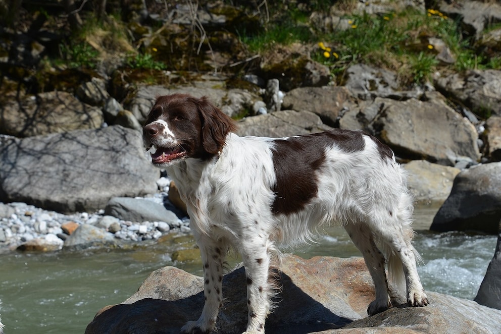 Drentsche Patrijshond: Origin, Character, and Care of the Dogs