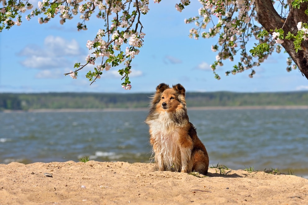 Shetland Sheepdog: Origin, Character and Care - PETBOOK