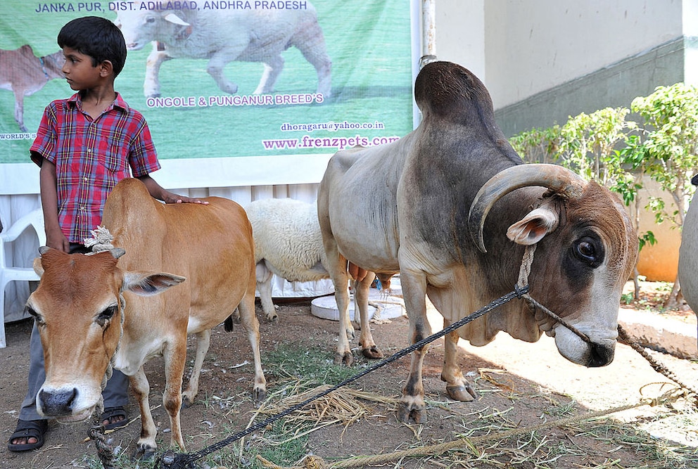 Punganurs—A look at the Smallest Cows in the World