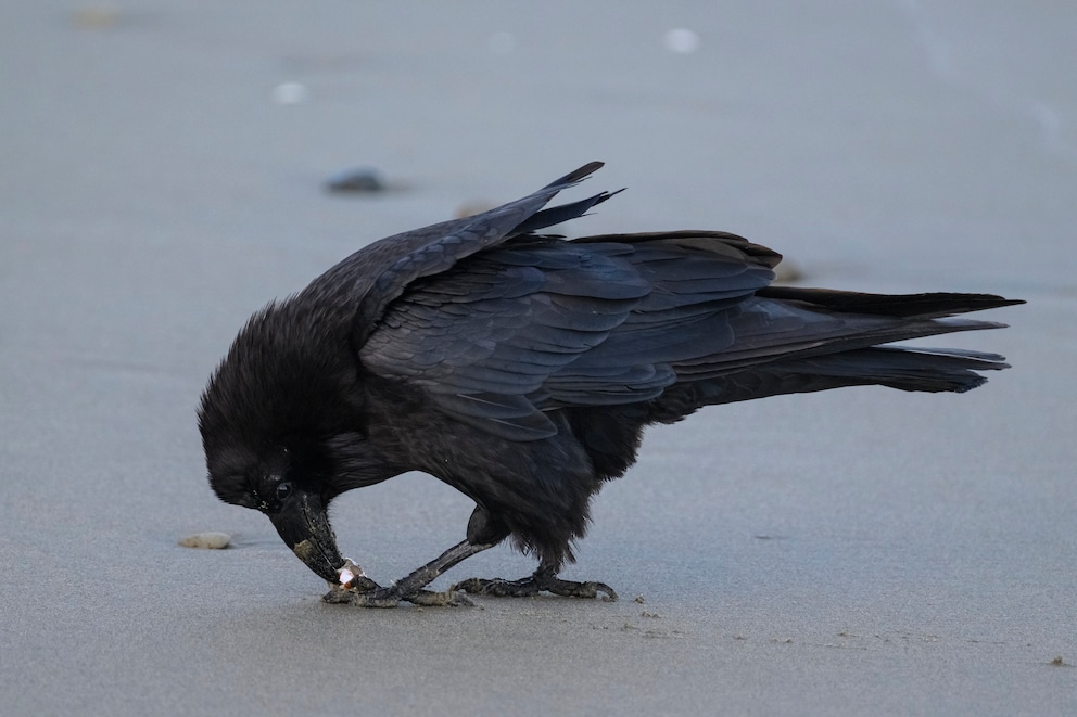 Study Shows: Corvids Can Remember Over 100,000 Hiding Spots