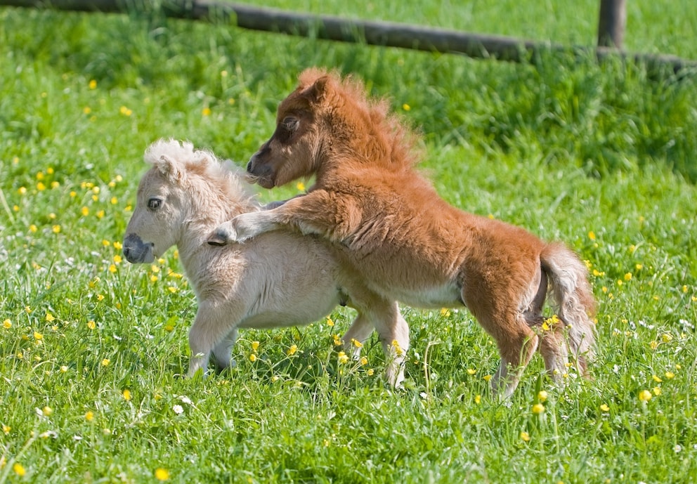 Falabella: Temperament, Appearance and Care of the Horses