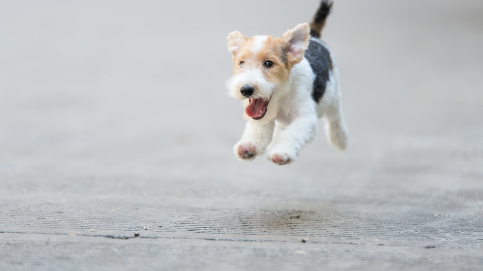 Wire Fox Terrier: Appearance, Character, and Care - PETBOOK
