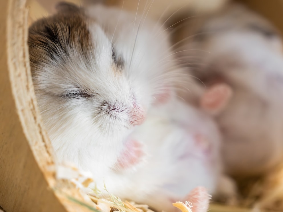 How to Tell if Your Hamster Is Hibernating - PETBOOK