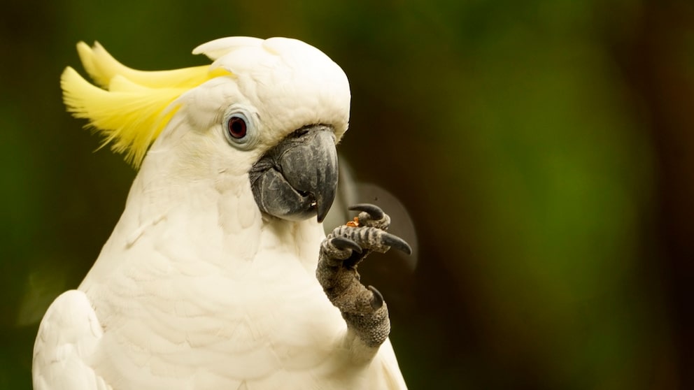 Study Finds Cockatoos Can Dance 30 Different Moves