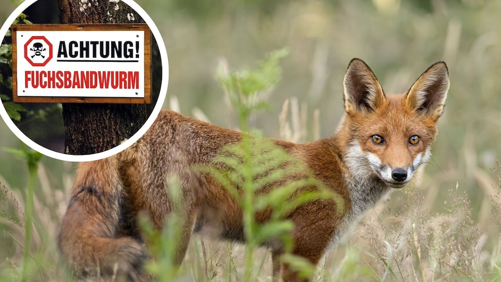 How Dangerous Is the Fox Tapeworm for Dogs and Humans? - PETBOOK