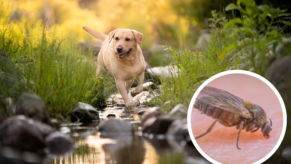 How to Protect Your Dog From Black Flies