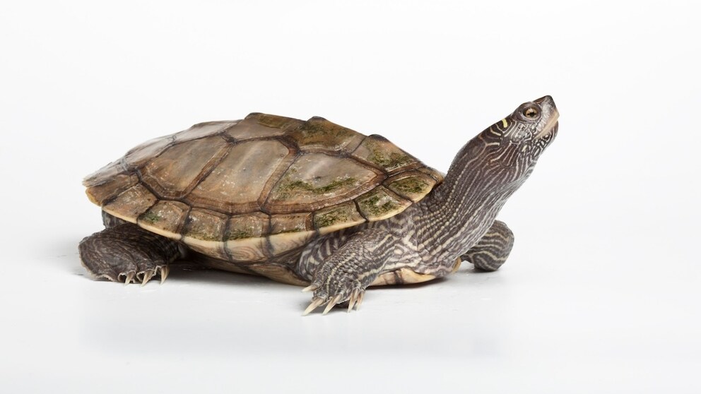 Map Turtles: Appearance, Behavior and Care - PETBOOK