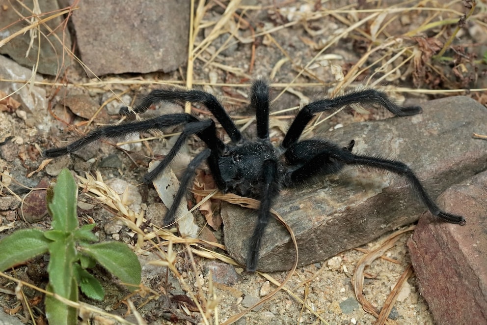 Researchers Discover New Tarantula Species