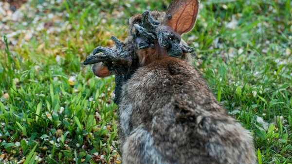 Papillomavirus Causes Rabbits to Grow Horns on Their Faces