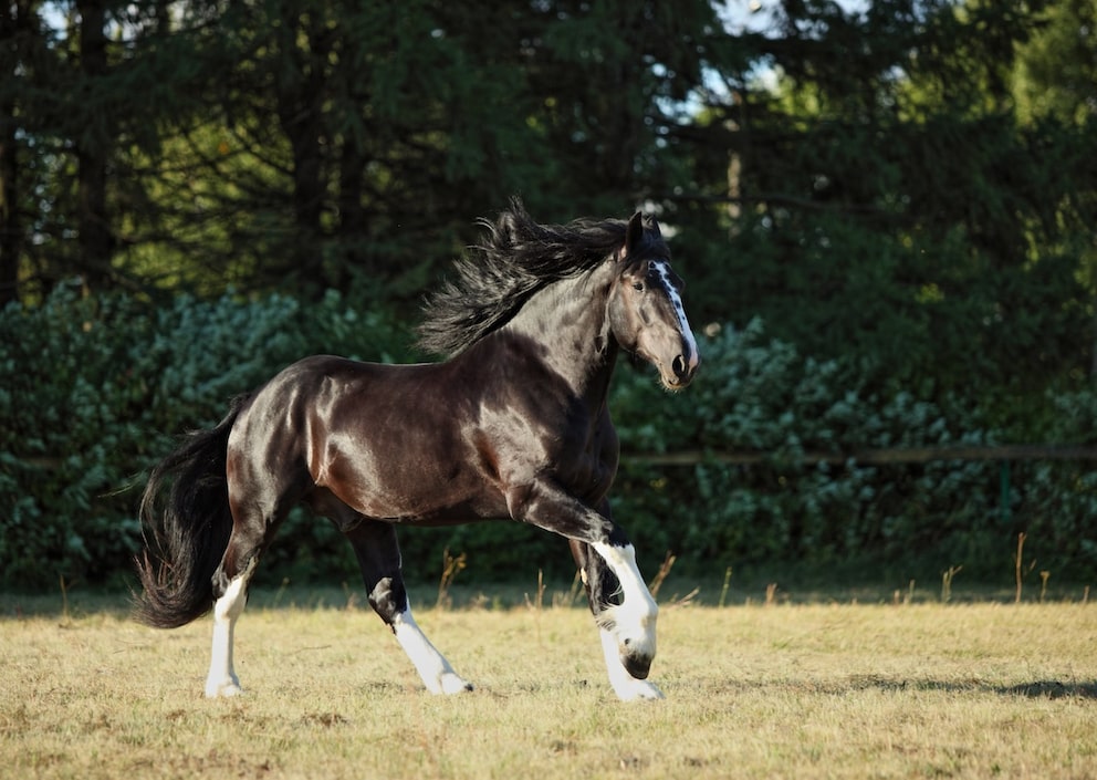 Shire Horse: Temperament, Appearance and Care - PETBOOK