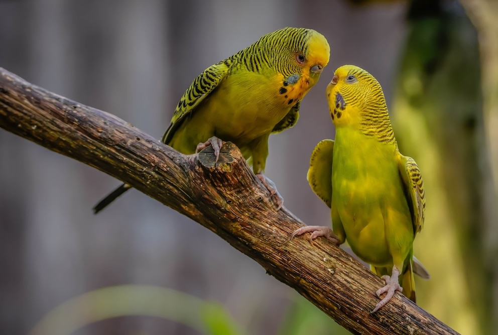 Signs of a Sick or Stressed Bird Every Owner Should Know