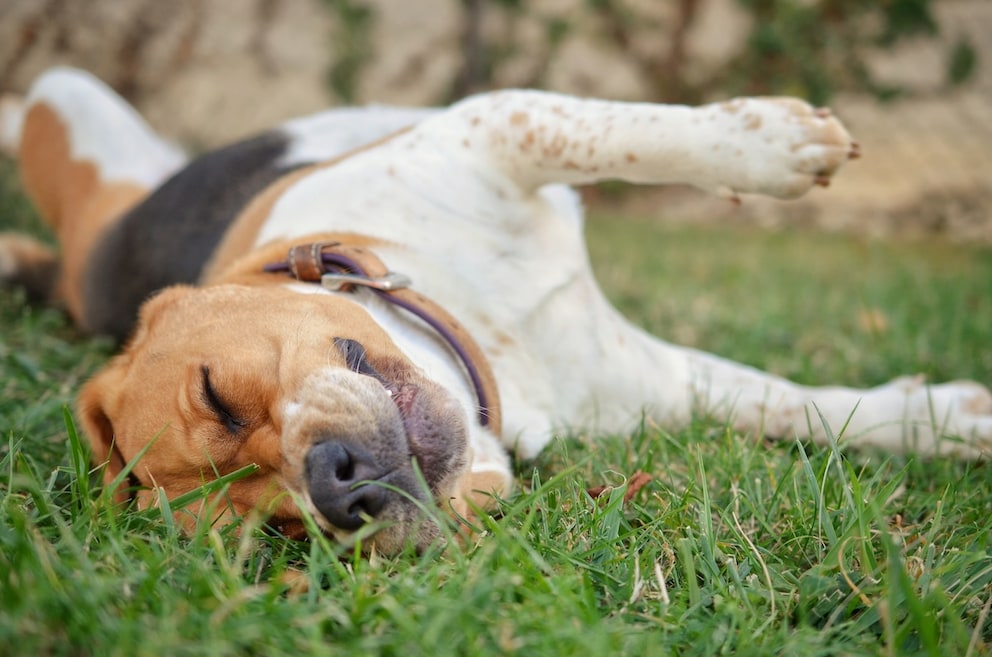 Causes of Recurring Stomach Issues in Dogs