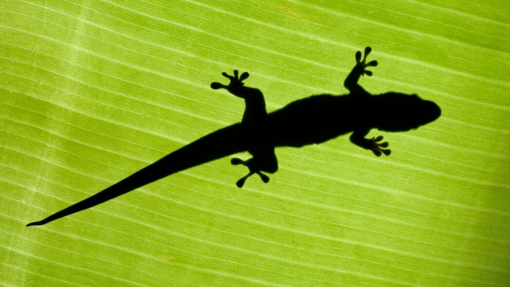 These Lizards Have Toxic Green Blood - PETBOOK