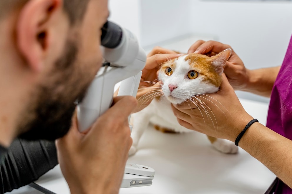 Glaucoma in Cats: Causes, Symptoms and Treatment - PETBOOK