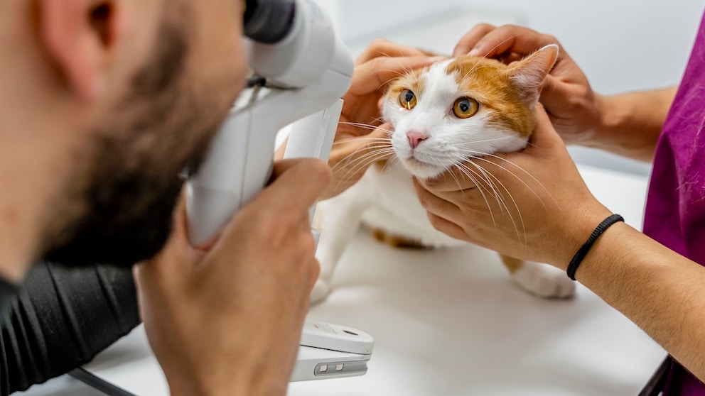 Glaucoma in Cats: Causes, Symptoms and Treatment - PETBOOK