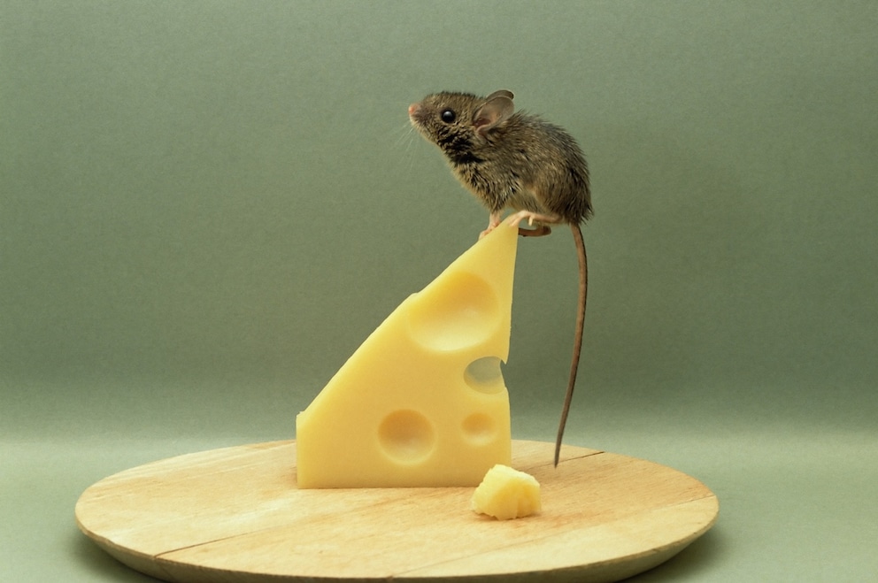 Do Mice Really Like Cheese? Myth Debunked