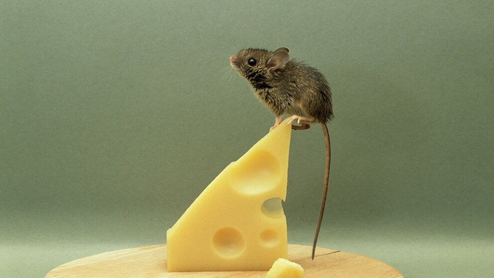 Do Mice Really Like Cheese? Myth Debunked