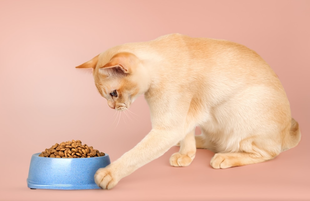 9 Reasons Why Cats Scratch Around Their Food Bowl