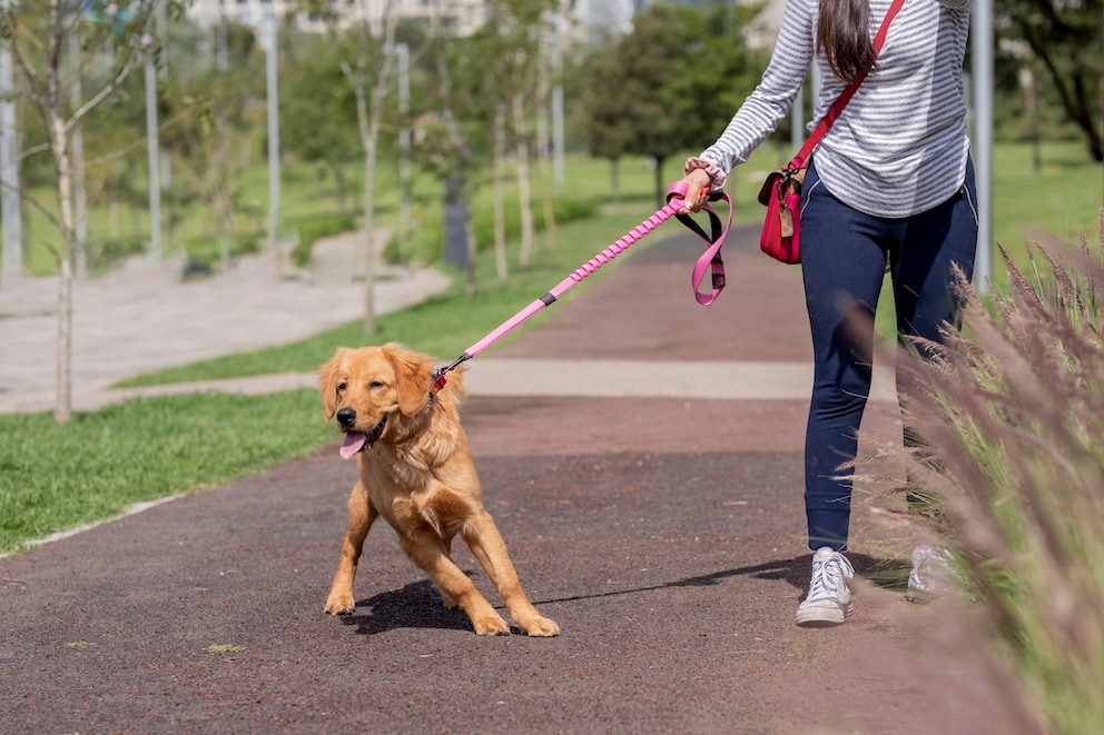 Leash Training for Dogs: Tips to Stop Constant Pulling