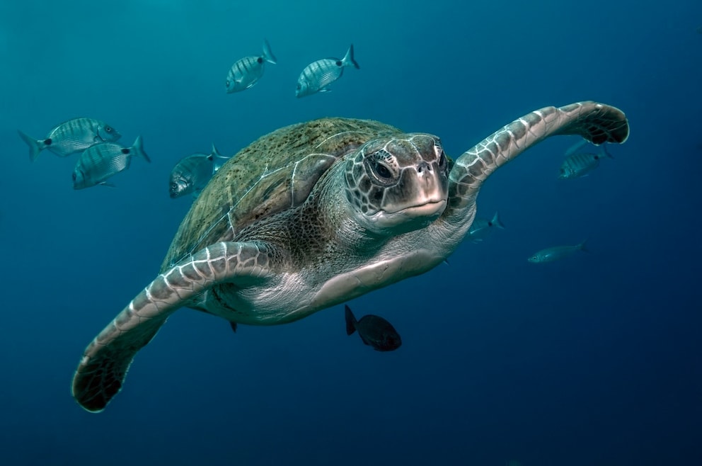 How Long Do Turtles Live? - PETBOOK