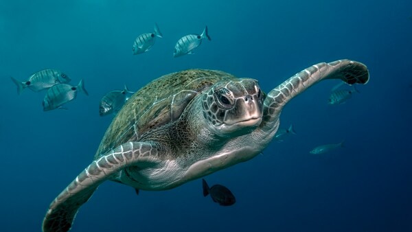 How Long Do Turtles Live? - PETBOOK