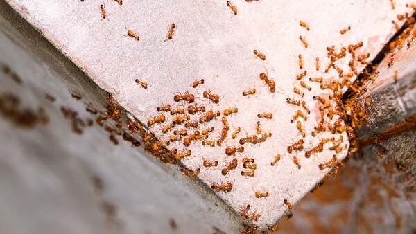 Pharaoh Ant: A Threat to Humans and Animals in the Home