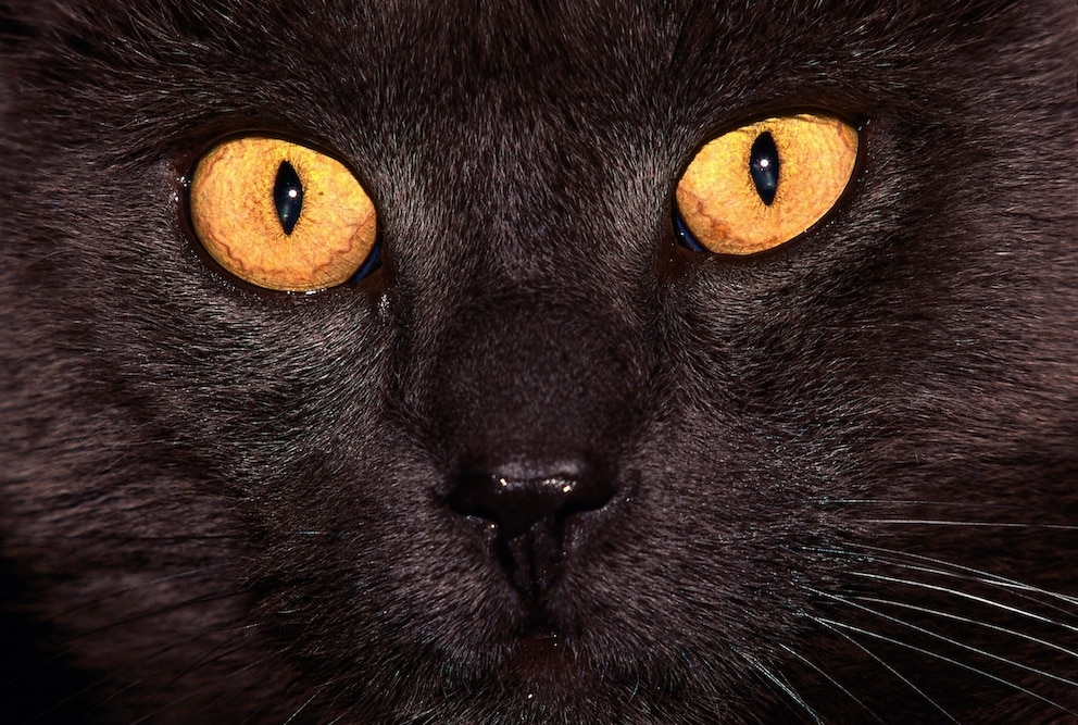 The 8 Most Common Cat Eye Colors and How They Develop