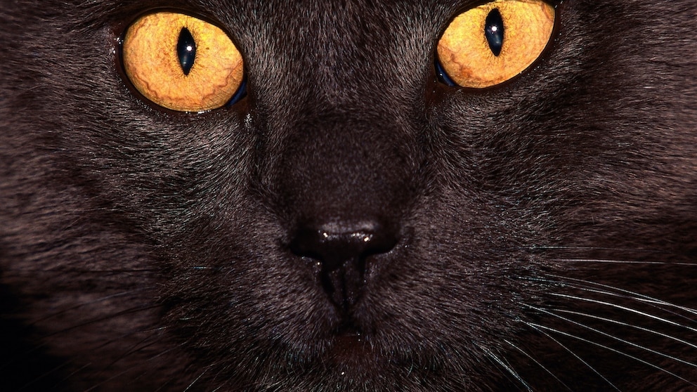 most common cat coloring